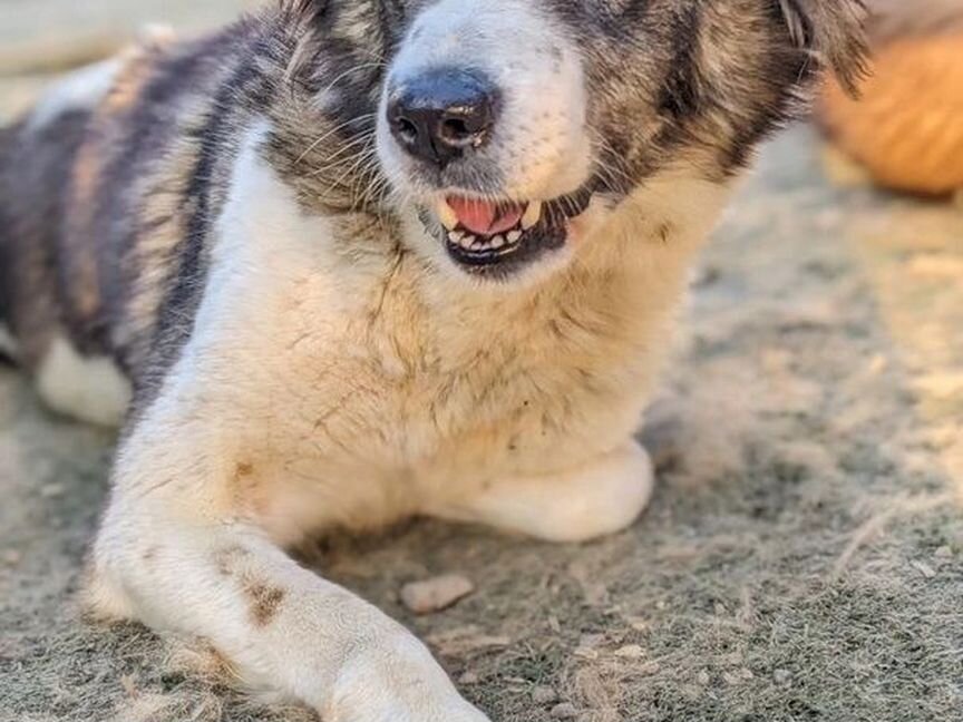 Собака-инвалид Масяня в хорошую семью бесплатно