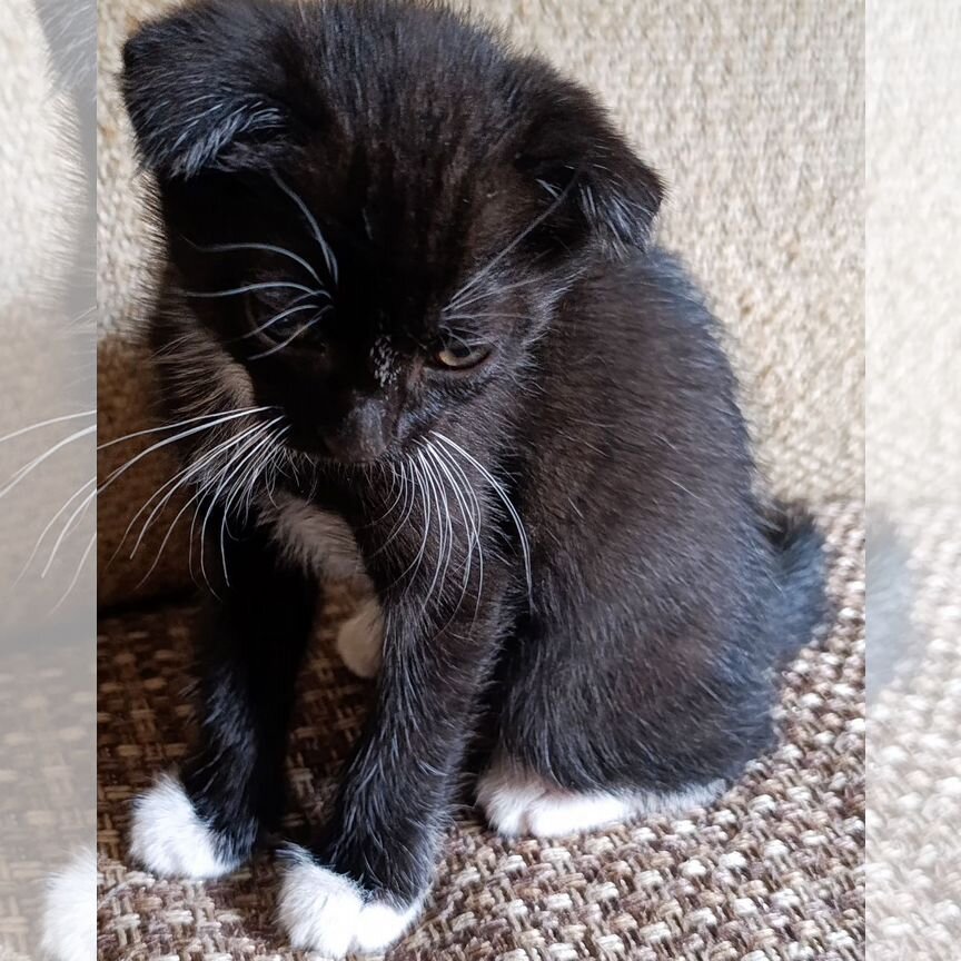Шотландский вислоухий короткошёрстный котёнок