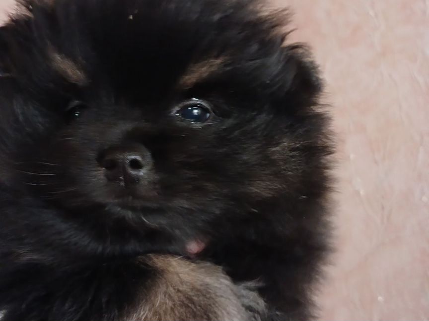 Померанский шпиц