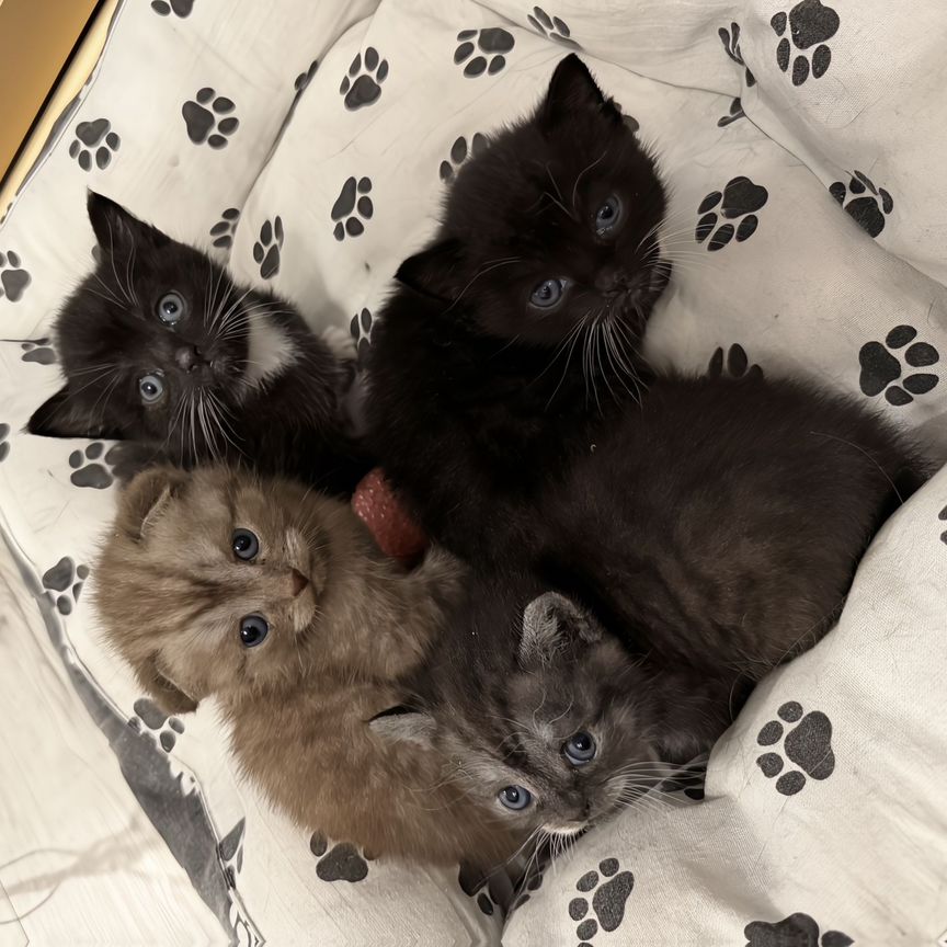 Шотландский вислоухий короткошёрстный котёнок