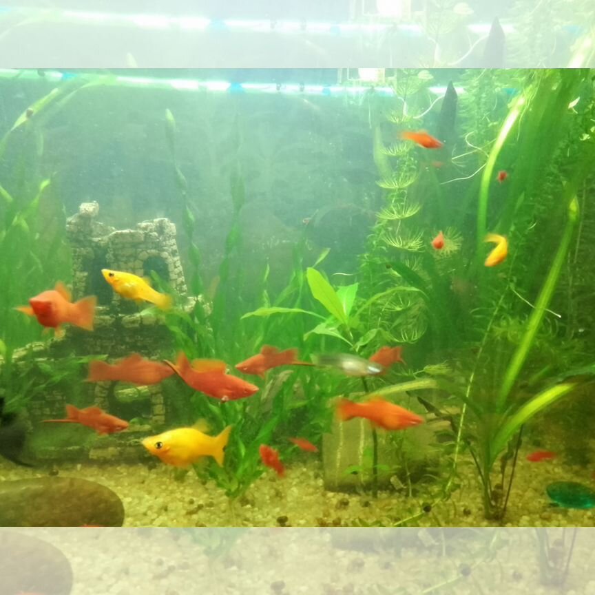 Рубиновые меченосцы