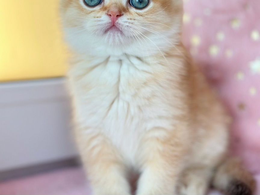 Шотландский вислоухий котенок Золотая шиншилла