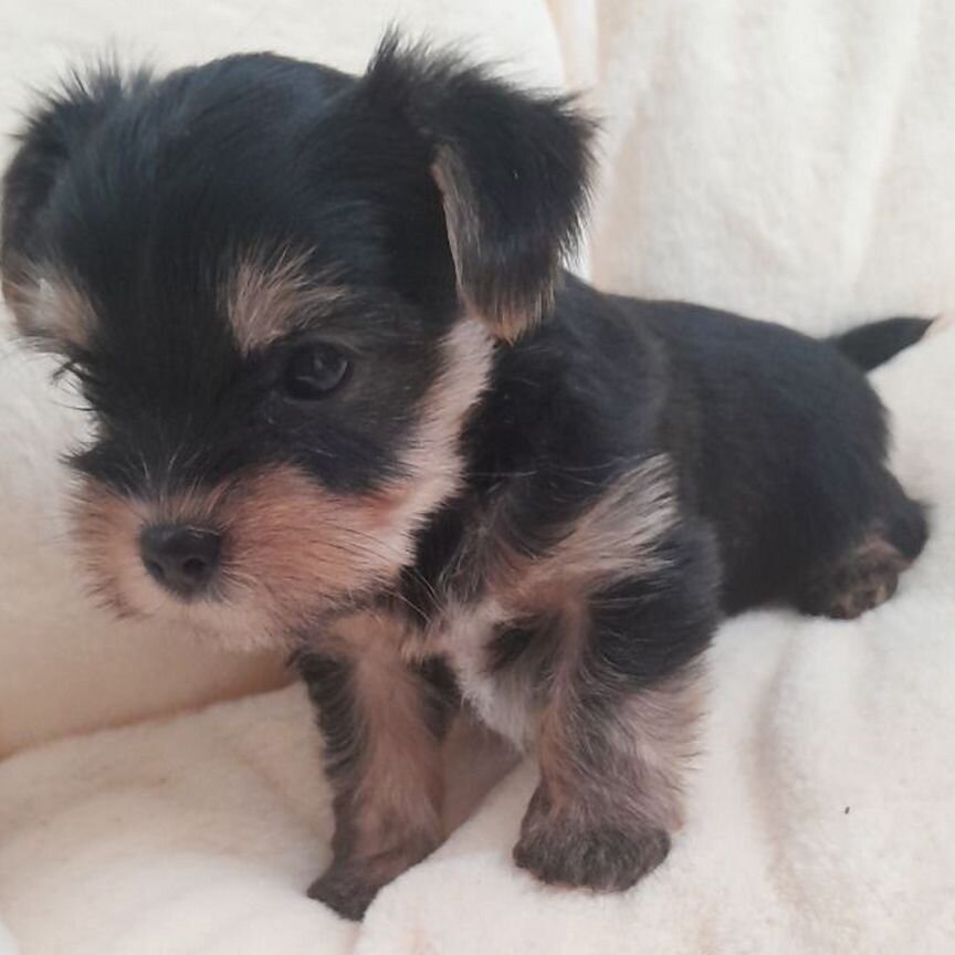 Йоркширский терьер, щенок