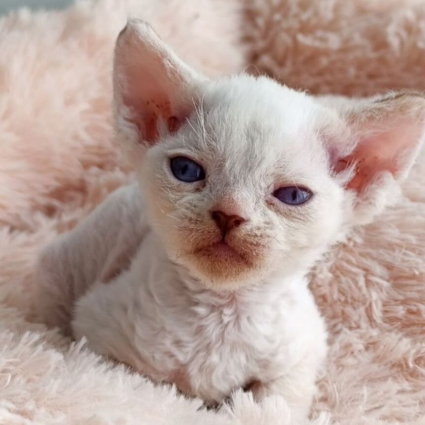 Девон-рекс котёнок