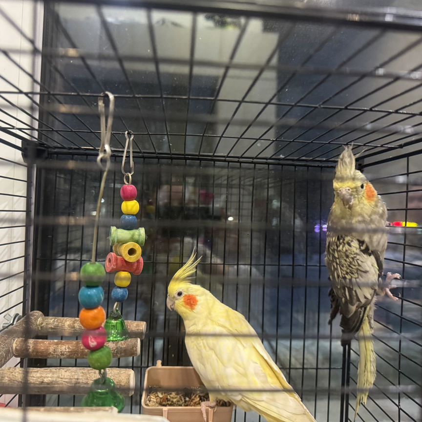 Попугай корелла