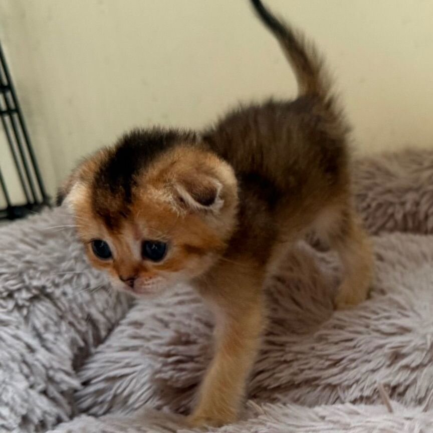 Шотландский вислоухий короткошёрстный котёнок