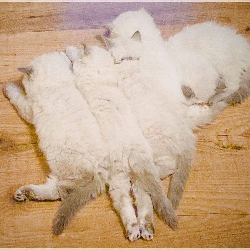 Невские Маскарадные котята