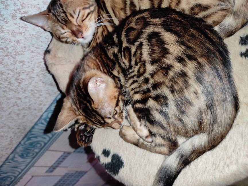 Бенгальские котята