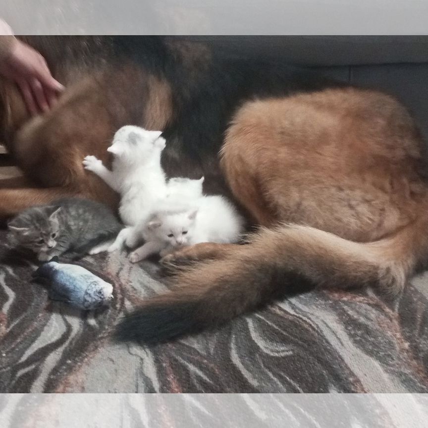 Котята отдам бесплатно
