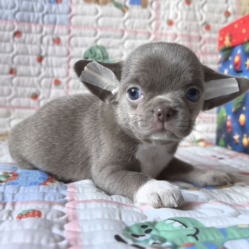 Чихуахуа, щенок