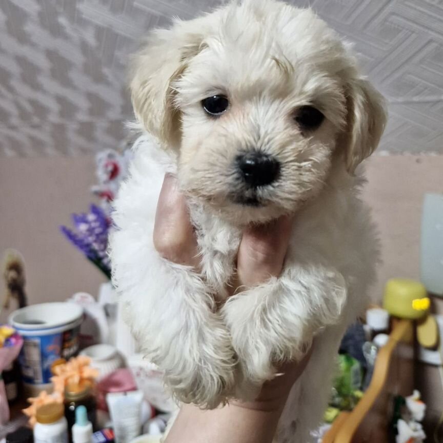 Мальтипу, щенок