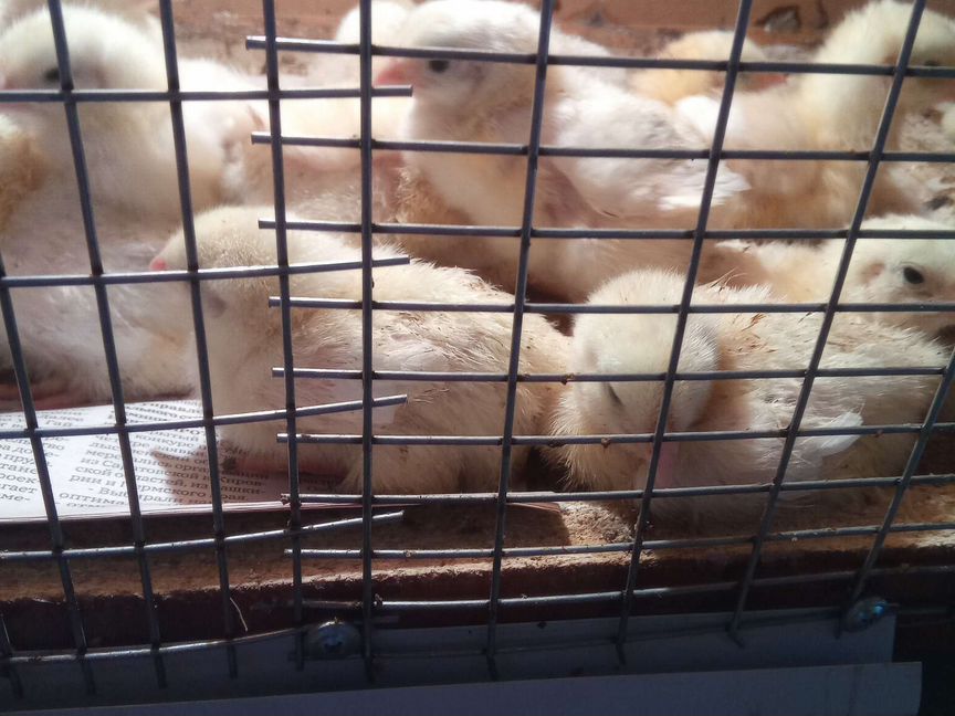 Цыплята бройлеры кобб 500