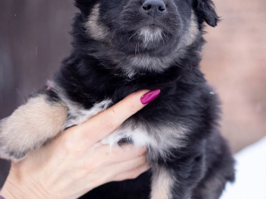 Собака в добрые руки отдам бесплатно