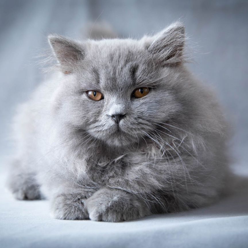 Нежный домовенок. Британский котенок