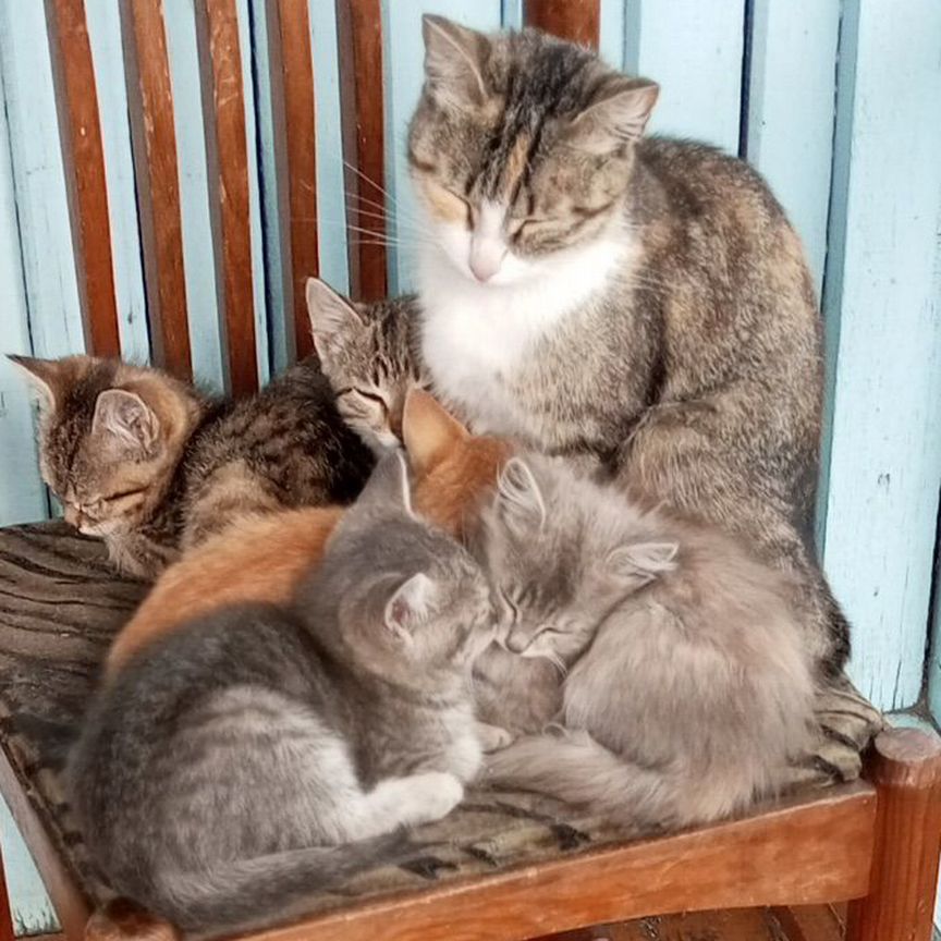 Отдам котят в добрые руки