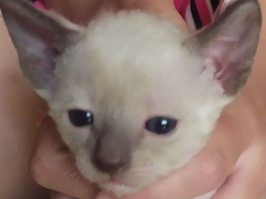 Котята корниш-рекс