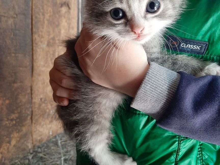 Шотландская