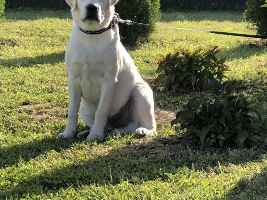 Собака в добрые руки