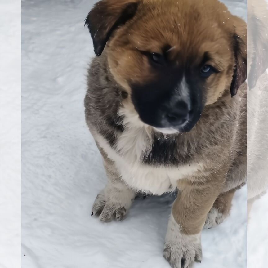 Щенок от частного владельца