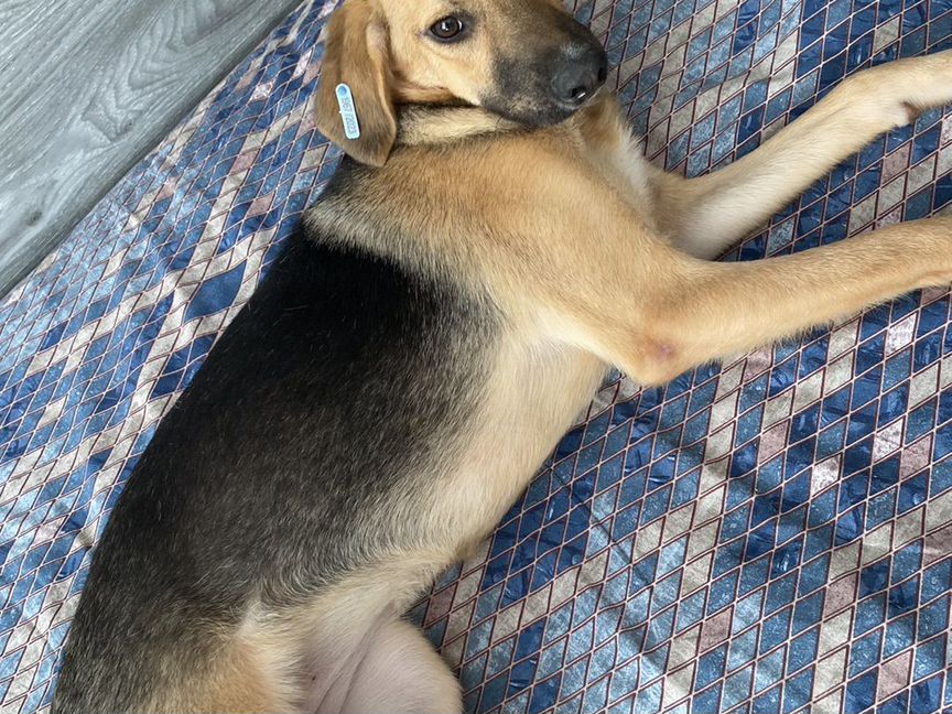 Собака в добрые руки