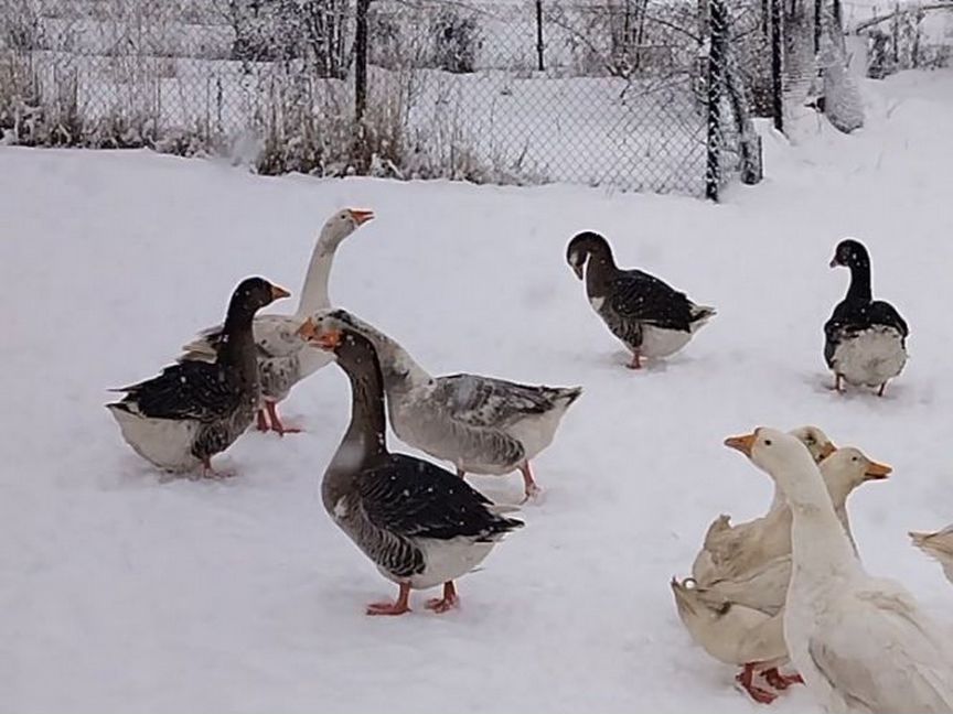 Индоутак, индоутки и гуси