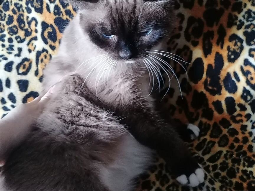 Сиамская кошечка