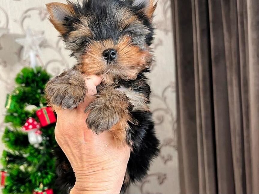 Йоркширский терьер мини щенки девочка