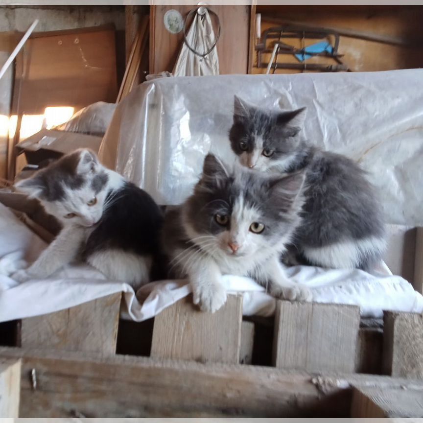 Котята в добрые руки бесплатно мальчик