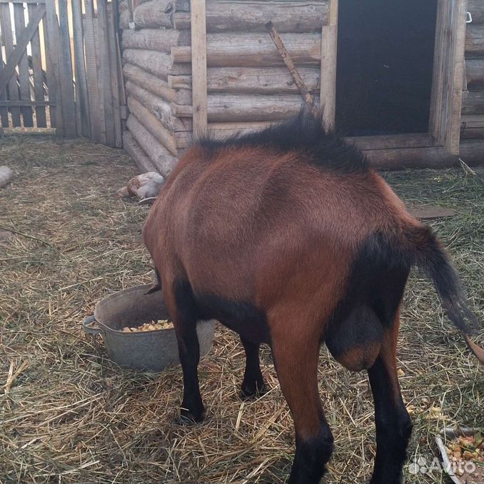 Козел чех 1,5 года с документами, случка