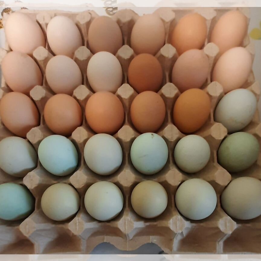 Яйца инкубационные