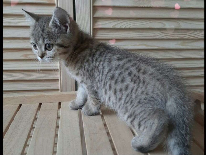 Британские котята