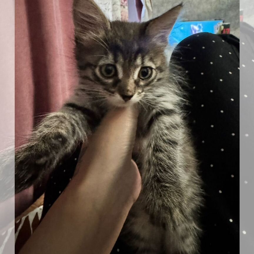 Котята в добрые руки бесплатно мальчик