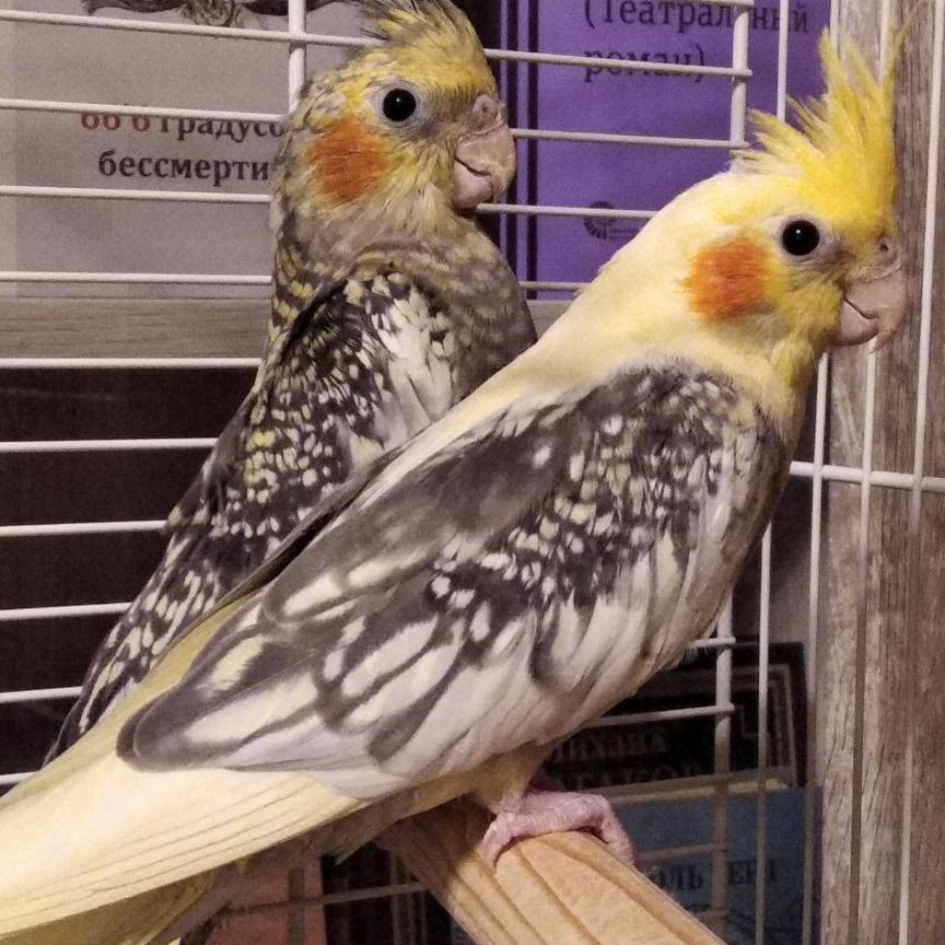 Птенцы корелла медведково