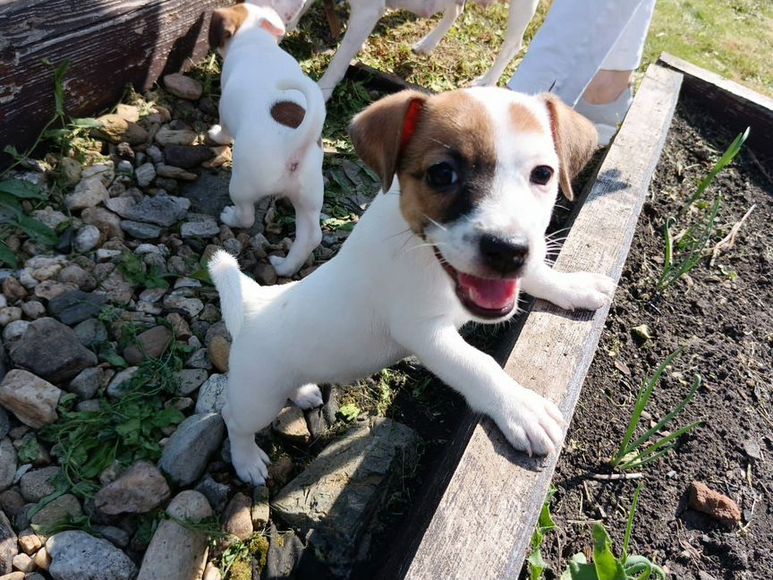 Бронирование щенков Джек -Рассел-терьер