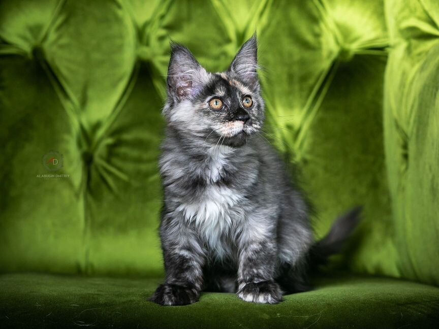 Черепаховая девочка Мейн-кун