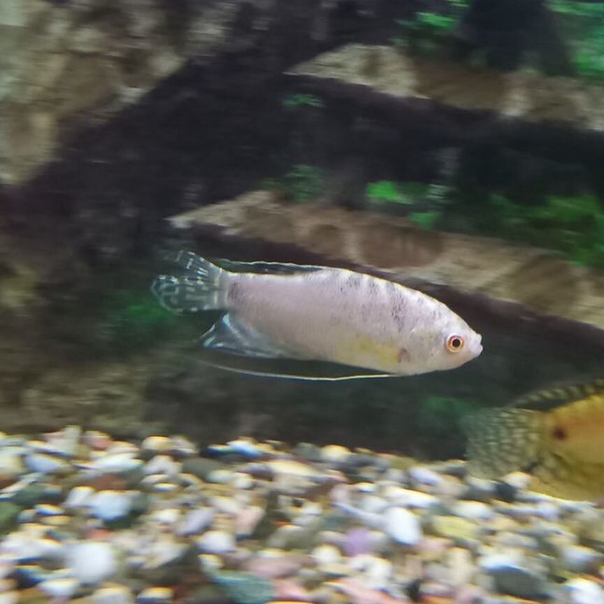 Аквариумные рыбки