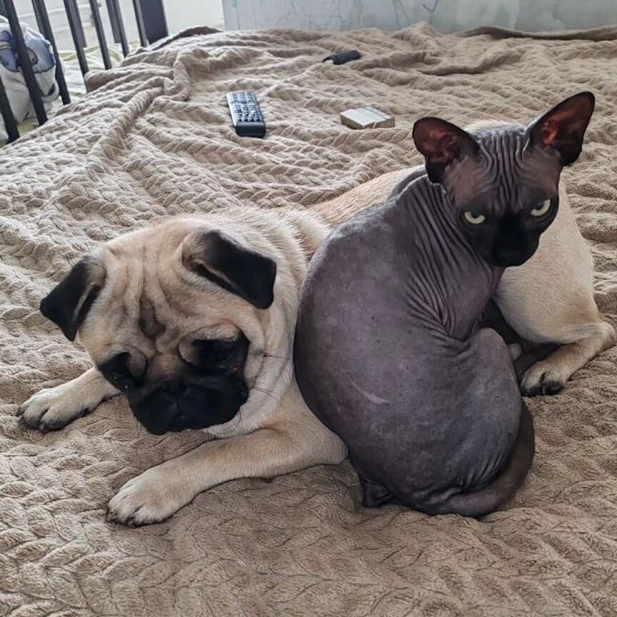 Канадский сфинкс, взрослая кошка