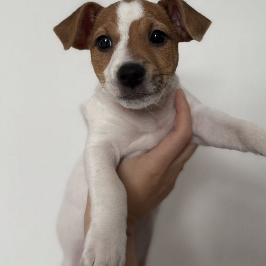 Джек-рассел-терьер, щенок