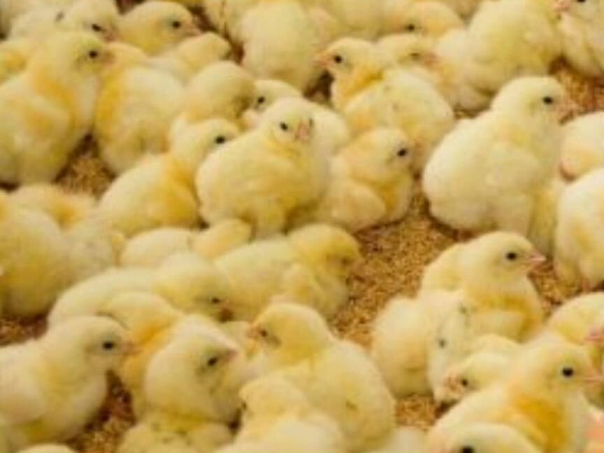 Цыплята суточные замороженные на корм