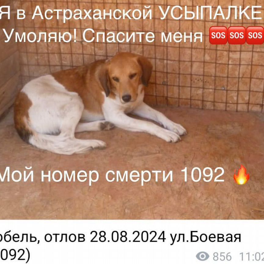 Собака в усыпалке