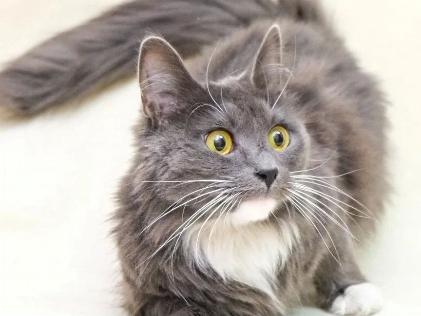 Кошечка метис русской голубой из приюта