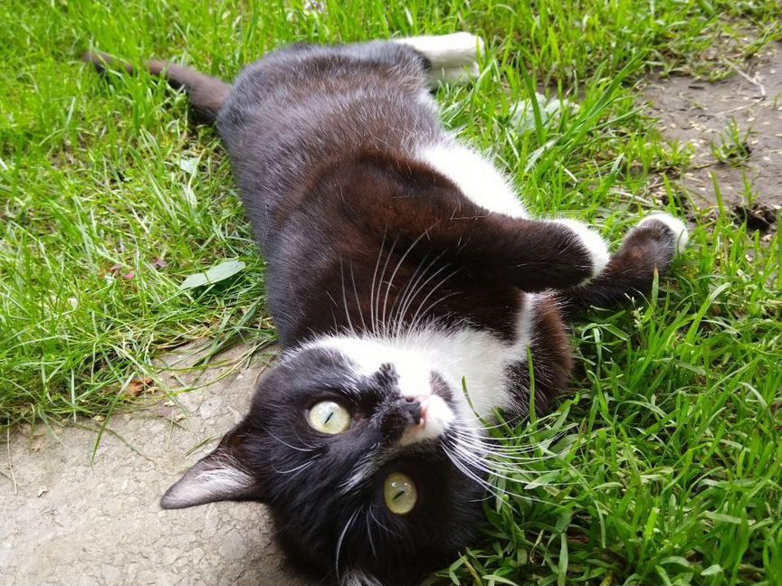 Подросток расцветки "маркизка"