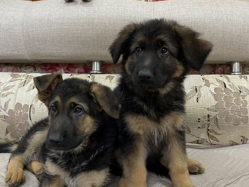 Немецкая овчарка