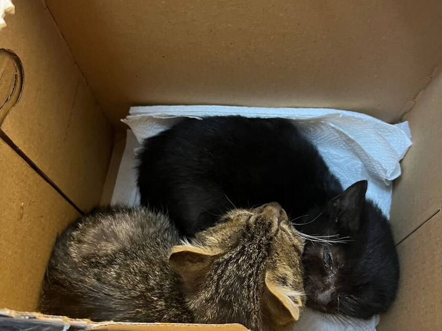 Котята в добрые руки бесплатно