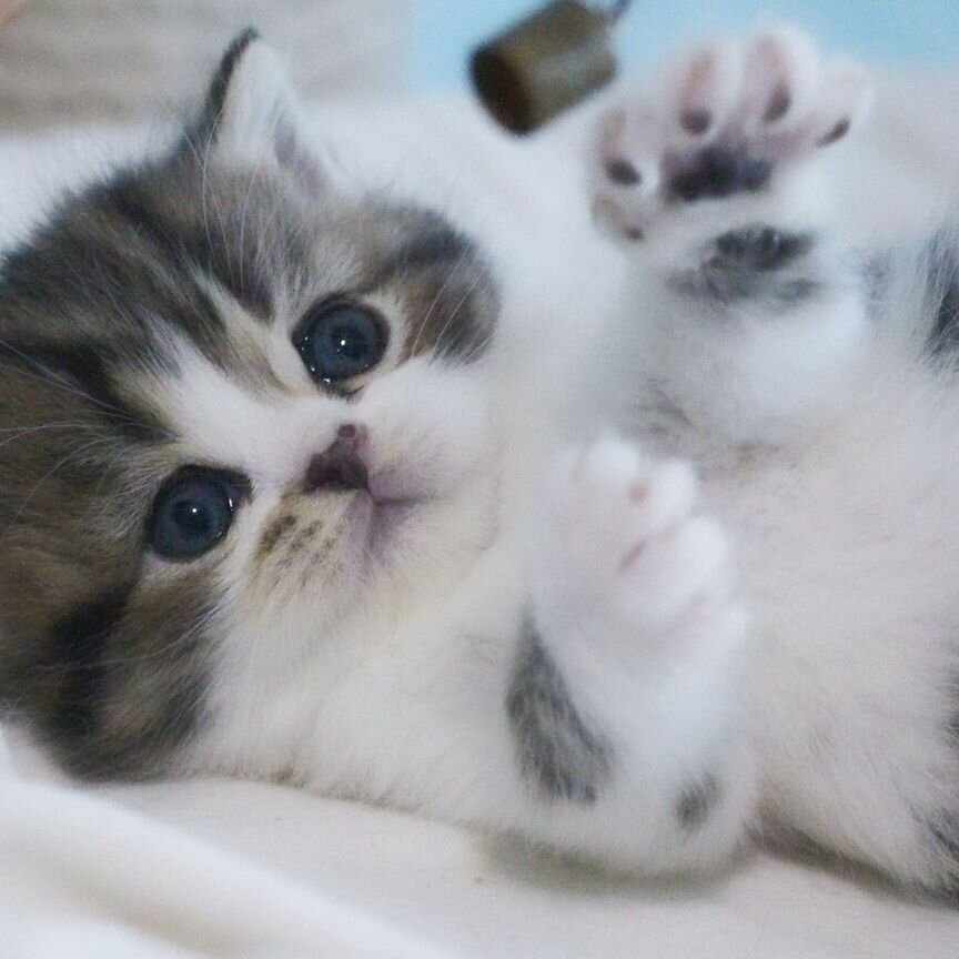 Шотландский плюшевый малыш