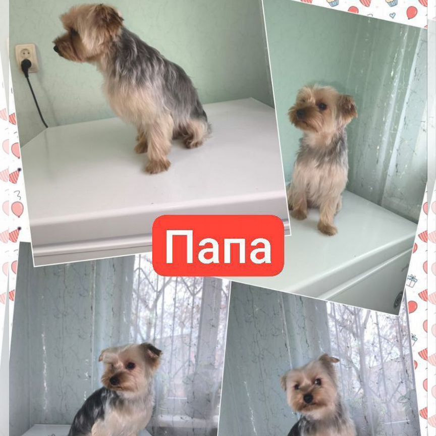 Йоркширский терьер, щенок