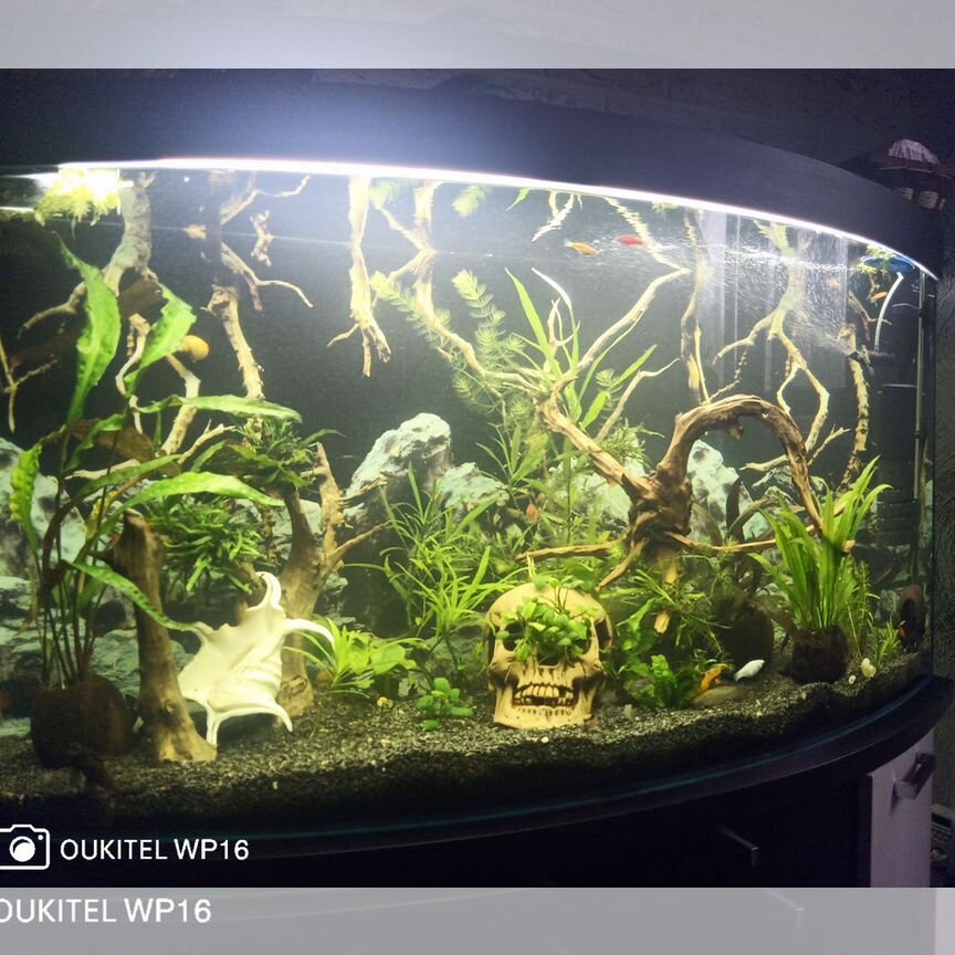 Улитка грунтовая для аквариума