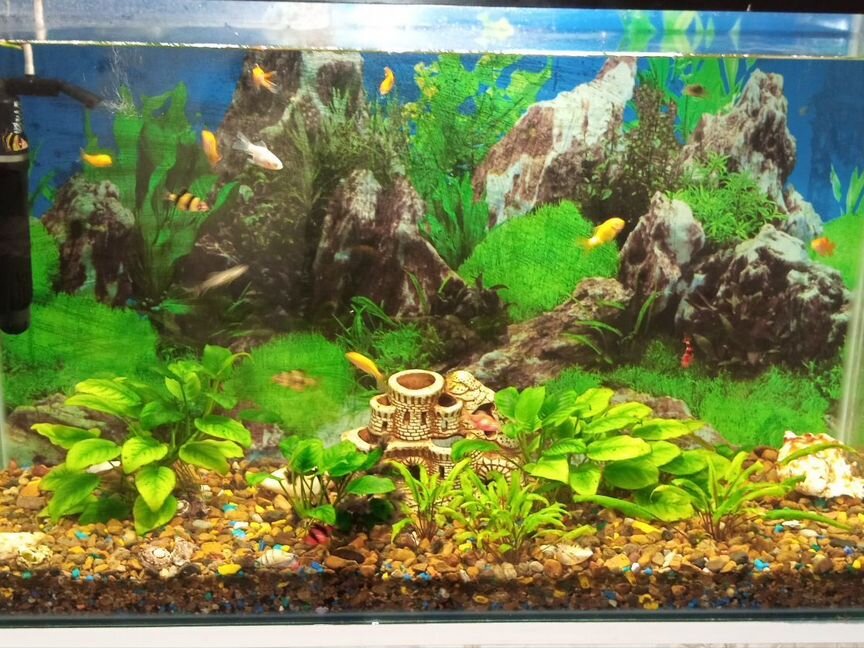 Аквариум с рыбками