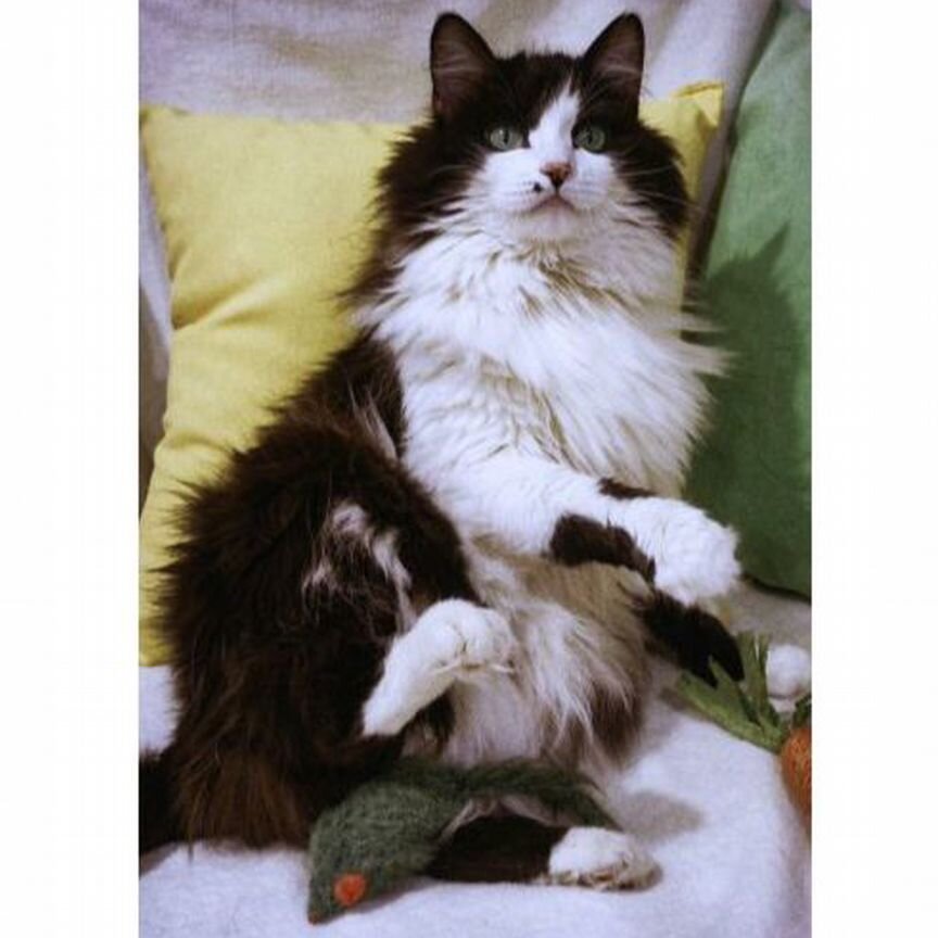 Сибирская, взрослая кошка