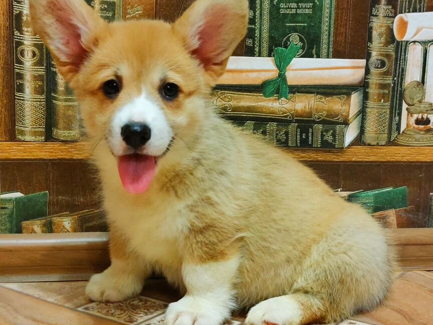 Очаровательные щенки Вельш корги пемброк